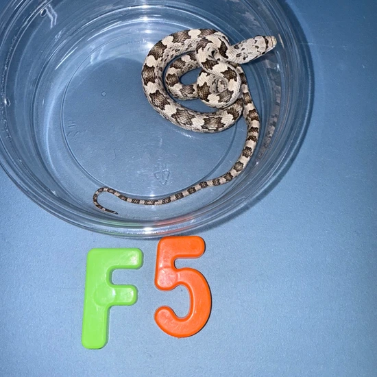 Apalachicola Lowlands Locality Gray Rat Snake by Envy Reptiles