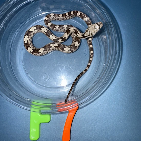 Apalachicola Lowlands Locality Gray Rat Snake by Envy Reptiles