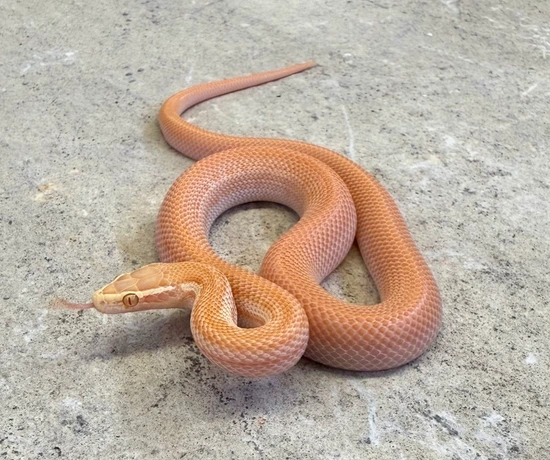 Double Albino Cape House Snake by Envy Reptiles