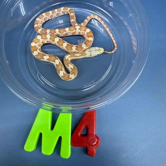 Moonshine Gray Rat Snake by Envy Reptiles