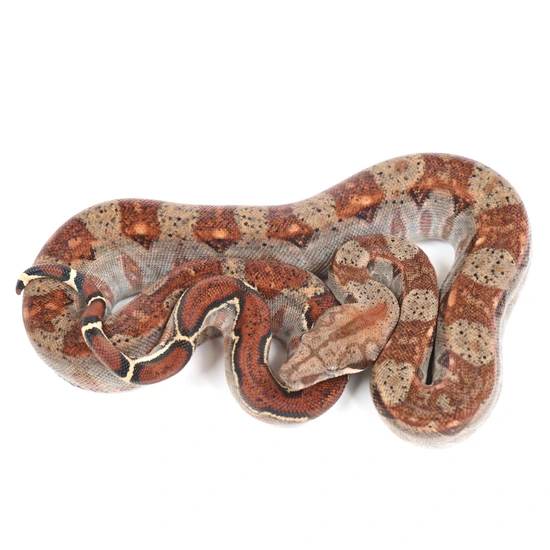 Mayan 50% Het Blood Boa Constrictor by Jason's Exotic Reptiles
