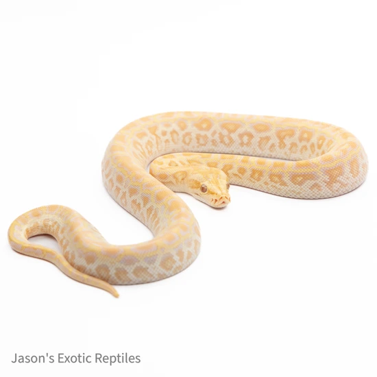 Pearl 50% Het Granite 50% Het Labyrinth Burmese Python by Jason's ...