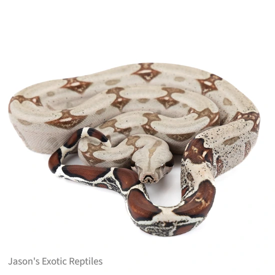 Guyana BCC True Red-Tailed Boa Constrictor by Jason's Exotic Reptiles