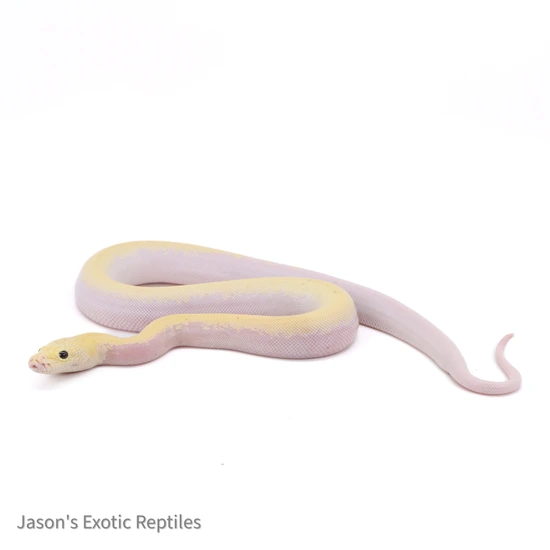 Ivory 66% Het Labyrinth 50% Het Albino Burmese Python by Jason's Exotic Reptiles