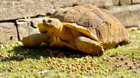 Large Male Sulcata Tortoise by Python Labs