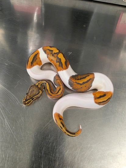 Hypo Pied Ball Python by Royally Morphadelic