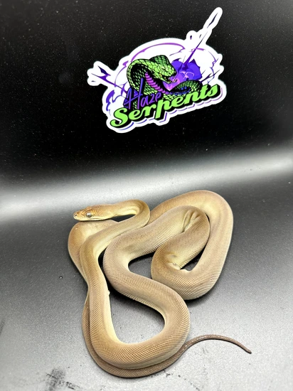Olive Python by Haze Serpents