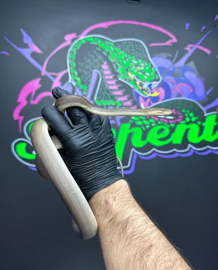 Olive Python by Haze Serpents