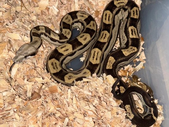 Anery Motley Arabesque 100% Het Kahl Boa Constrictor by Jays Snakes