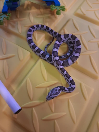 Anery Het Amel (Salmon) Corn Snake by Sarah and Jay's Scaly Things