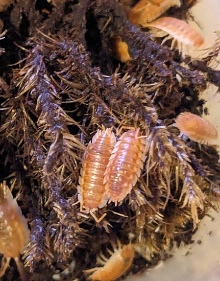 BC Maple Isopods | Oniscus Asellus by Roots & Reptiles