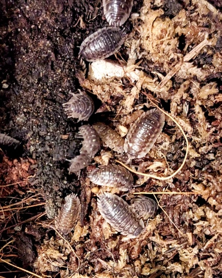 Oniscus Asellus "wild Type" Isopods by Roots & Reptiles