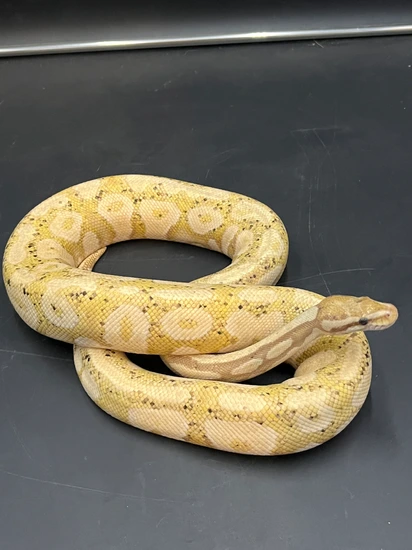 Proven Banana Mystic Ball Python by Patriotic Exotics