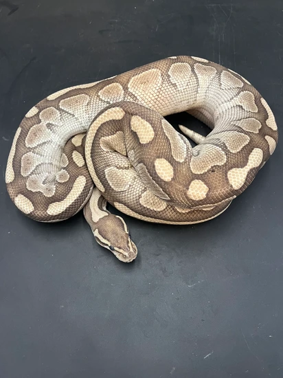 Proven Fire Lesser Ball Python by Patriotic Exotics