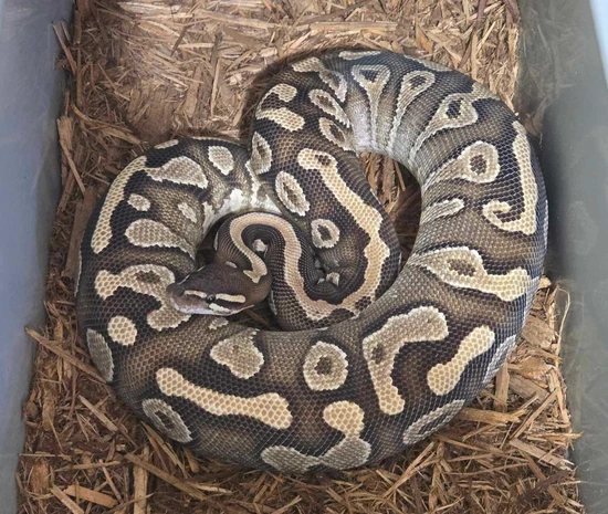 RTB: 0.1 Mojave YB Het Sunset Ball Python by Space Coast Morphs