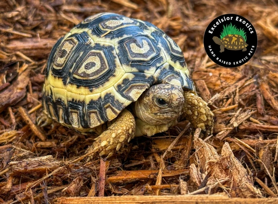 $200 Reserve! Juvenile African Leopard Tortoise by Excelsior Exotics