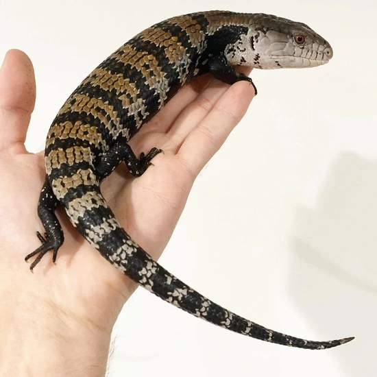 Halmahera Blue Tongue Skinks Halmahera Blue-Tongued Skink by Excelsior ...