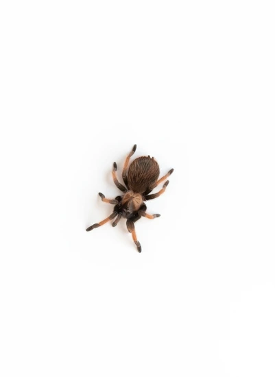 Mexican Red Leg Tarantula by Excelsior Exotics
