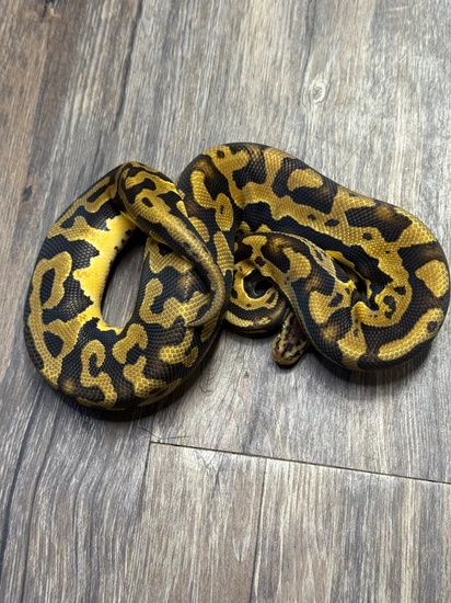 Acid Pastel Puzzle “no Reserve!!!” Ball Python by JBRoyals