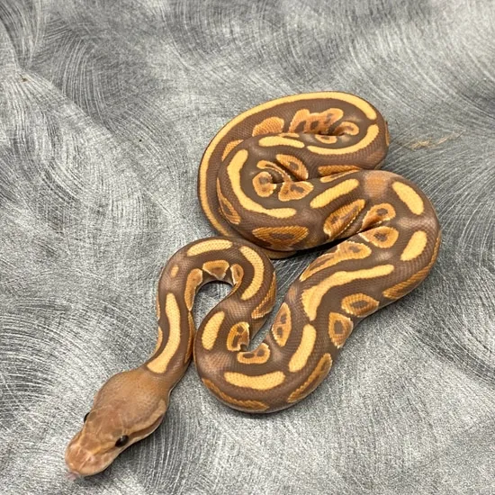 Cinnamon Ultramel Ball Python by Morph Mixology Reptiles