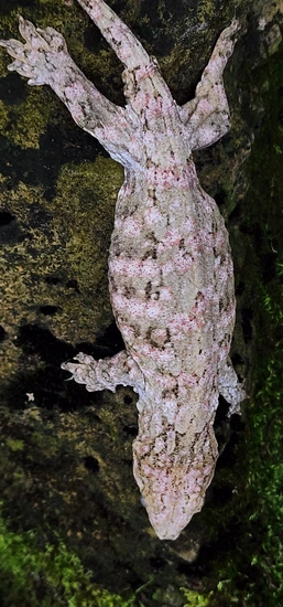 High Pink Tinley Pink Leachie Leachianus Gecko by JBI Reptiles