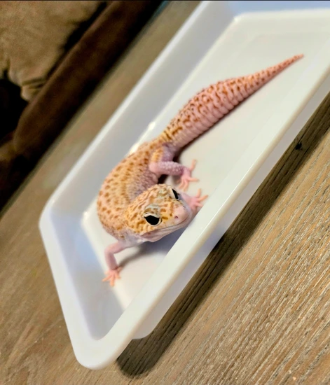 Super Giant Albino Snow Leopard Gecko by Dino DNA Exotics