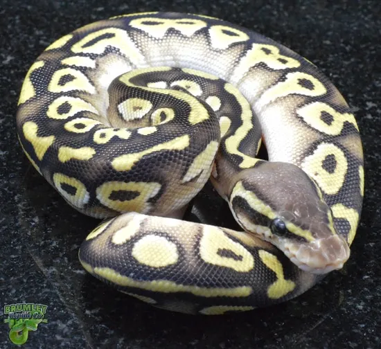 Pastel Mojave 50% Het Clown Ball Python by Brumley Reptile Co
