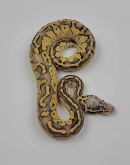 Super Pastel Butter Fire Ball Python by Top Tier Reptiles, LLC