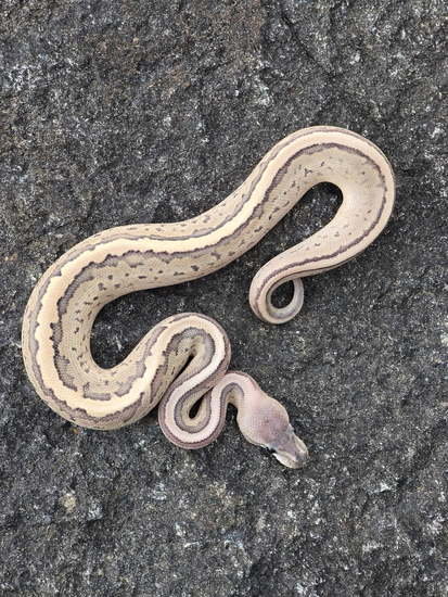 Cinnamon Pinstripe Calico Desert Ghost Ball Python by JCC Reptiles