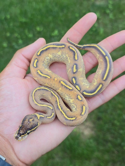 Highway Ball Python by JCC Reptiles