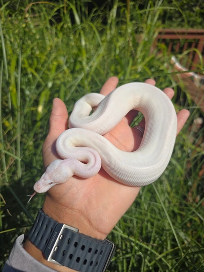 Butter Piebald (OD, YB, Hypo, Fire, Banana) Ball Python by JCC Reptiles