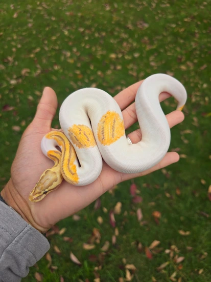 OD Firefly Leopard Ultramel Piebald Het Hypo Ball Python by JCC Reptiles