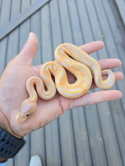 Pastel Banana Highway PH Hypo Ball Python by JCC Reptiles