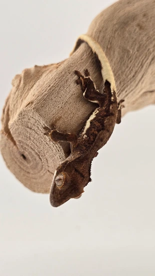 Chocolate Phantom Lilly Crested Gecko by Jc crested