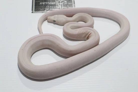 Golden Child Cow Reticulated Python by JC Reptiles