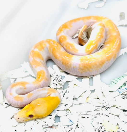 Albino Tiger Pied Poss Motley Reticulated Python by JC Reptiles