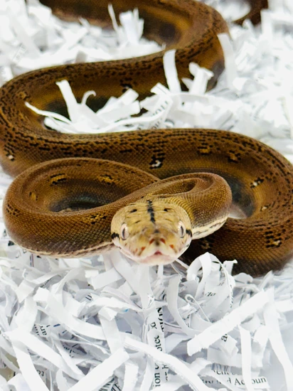 Golden Child Het Mocha / Purple Albino Poss Het Ogs Reticulated Python ...