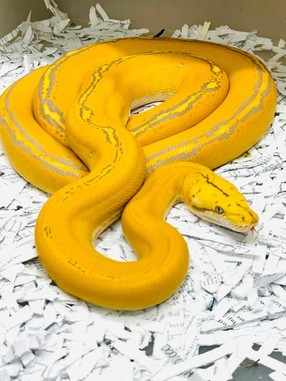 Purple Goldenchild Sunfire 50% Het OGS Reticulated Python by JC Reptiles