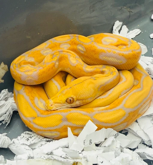 Lavender Sunfire Het Orange Ghost Stripe 50% Het Pied 66% Het GS ...