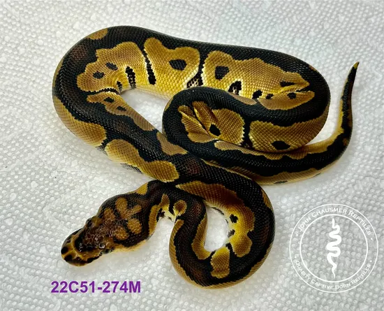 Clown PH DG Ball Python by John Chausmer Reptiles