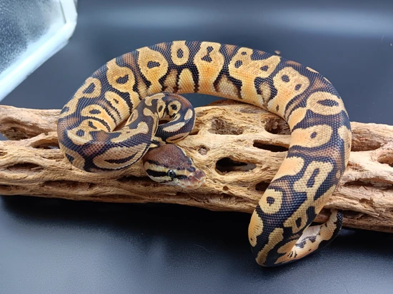 Fire Pastel Ball Python by Wayward Exotics & Mythic Rodentry