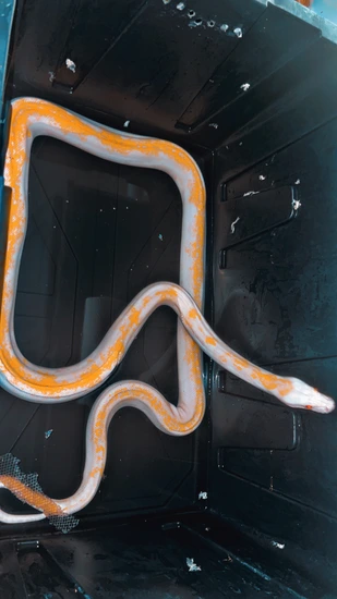 Lavender Motley Pied Reticulated Python by Modified reptiles