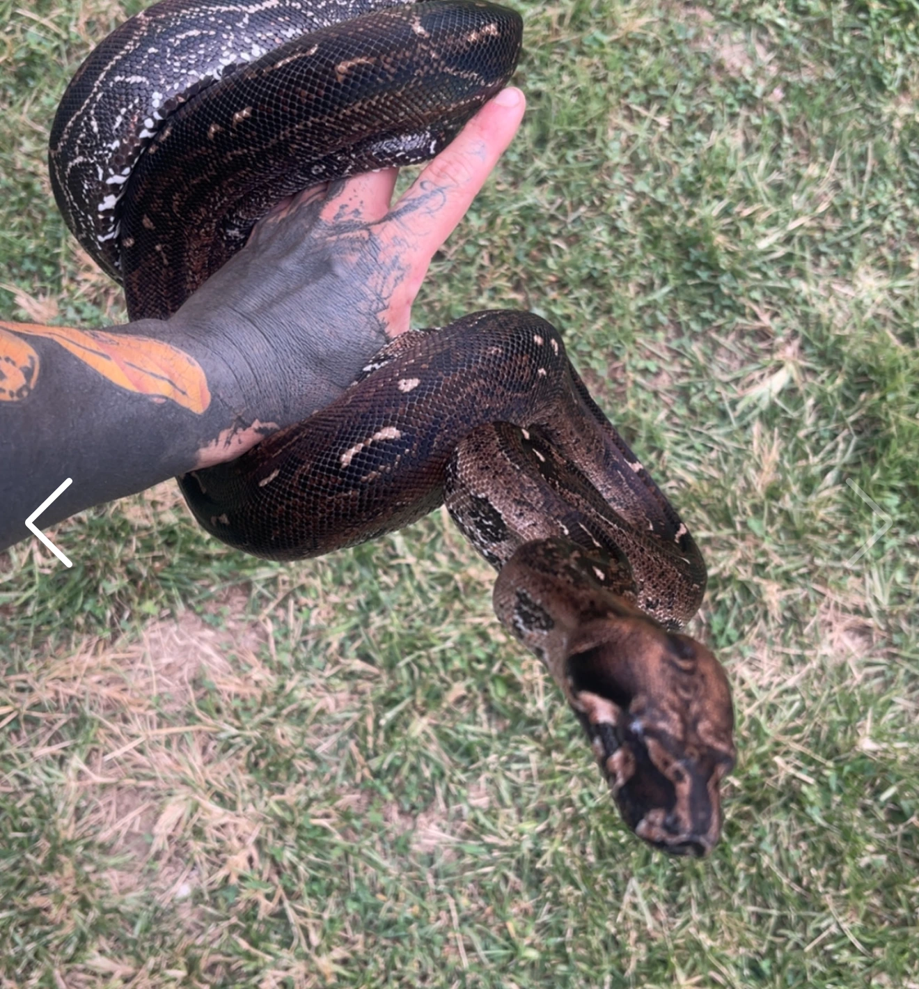Leopard Proven Boa Constrictor by Modified reptiles