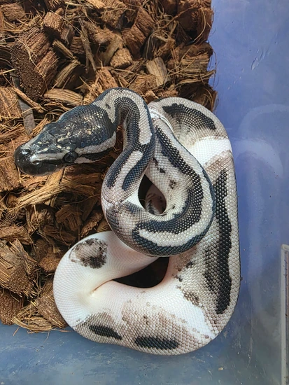 VPI Axanthic Pied Ball Python by Connellys Chaotic Critters Breeder & Rescue