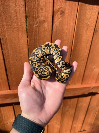Jedi Yellow Belly Het Clown 50 % Het Hypo Ball Python by Averted Vision ...