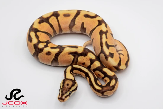 Black Pastel Orange Dream Enchi Fire Het DG 50% Het Cryptic Ball Python ...