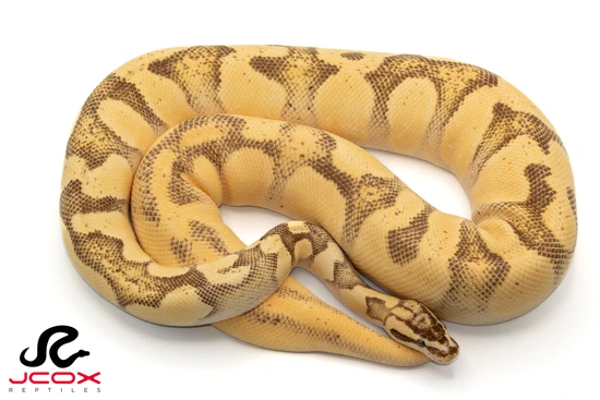 Super Orange Dream Enchi FireFly Ball Python by JCox Reptiles