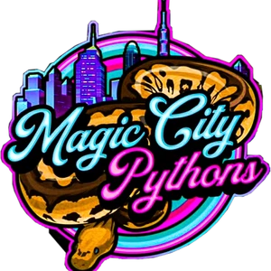 Magic City Pythons - MorphMarket