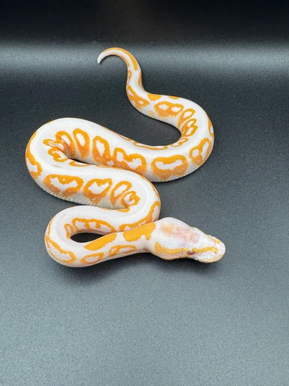 Black Pastel Lav Albino Ball Python by Magic City Pythons