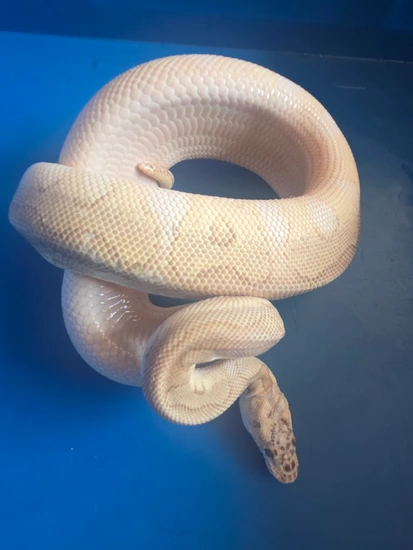 Pastel Lesser Clown Ball Python by West Tennessee Exotic Pets